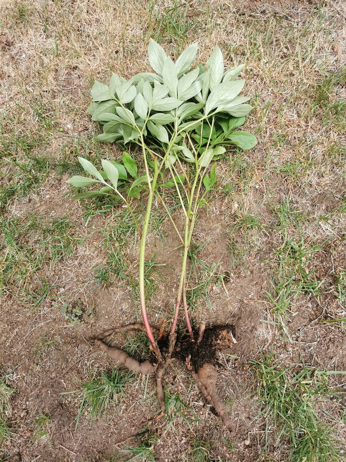 Dug Peony with Roots on the Lawn for Gardening Stock Photo - Image of ...