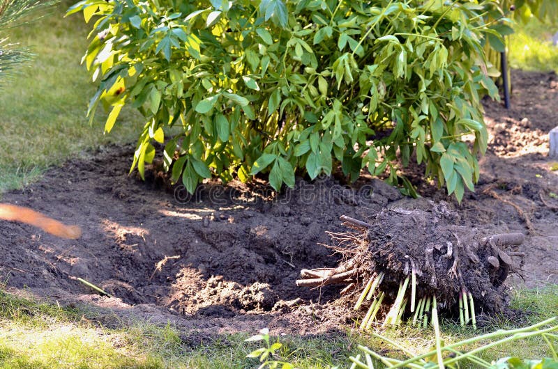 Dug the root of the peony stock image. Image of garden - 126951827