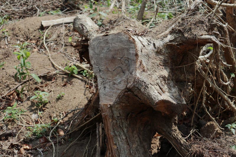 A Dug Tree Stump with the Roots, the Stump Was Excavated from the Soil ...