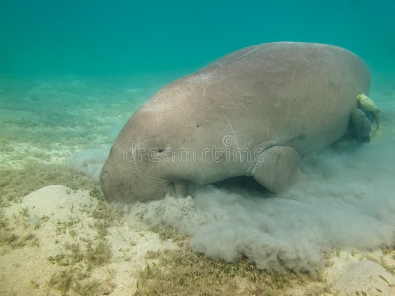 Dugon De Dugong La Vaca De Mar Imagen de archivo - Imagen de submarino ...