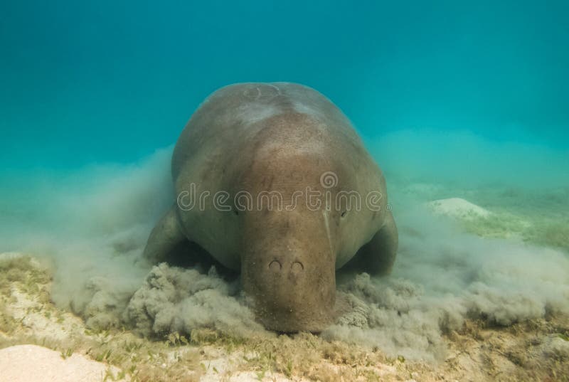 Dugon De Dugong La Vaca De Mar Foto de archivo - Imagen de animal ...