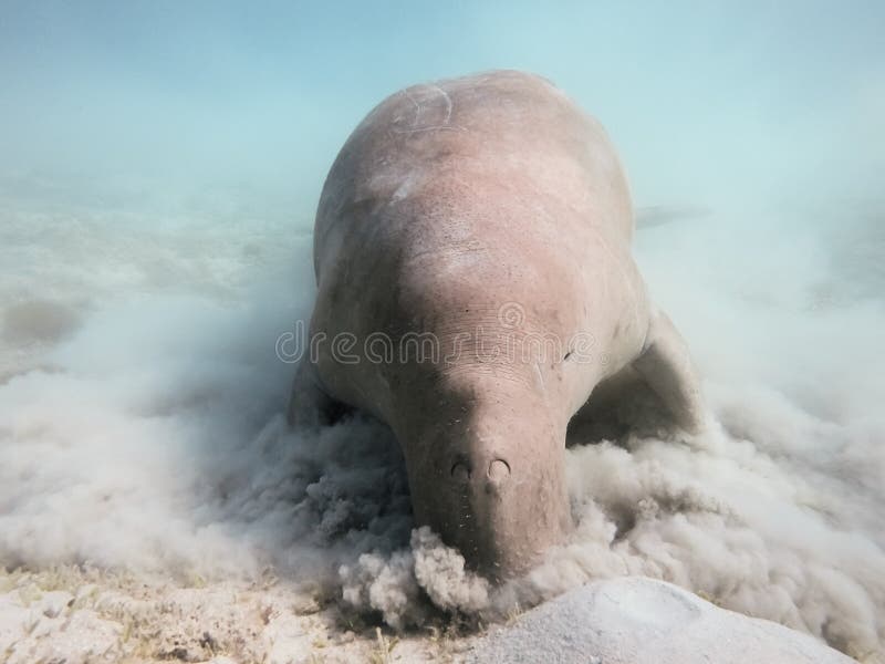 Dugon De Dugong La Vaca De Mar Imagen de archivo - Imagen de animal ...