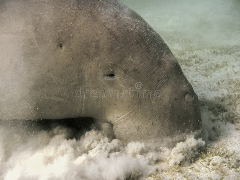 Dugon De Dugong La Vaca De Mar Foto de archivo - Imagen de arena, coral ...