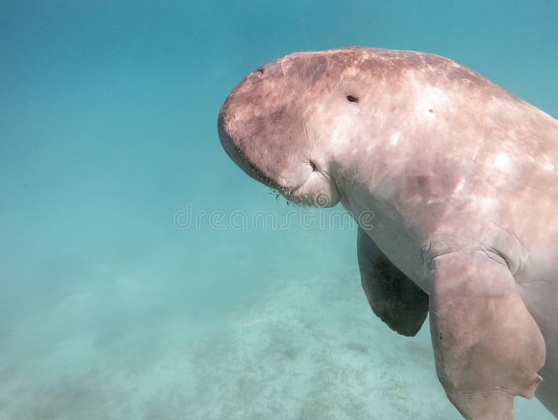 Dugon De Dugong La Vaca De Mar Foto de archivo - Imagen de blanco, agua ...
