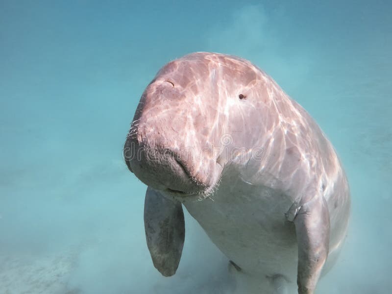 Dugon De Dugong La Vache Marine Photo stock - Image du aquarium, nature ...