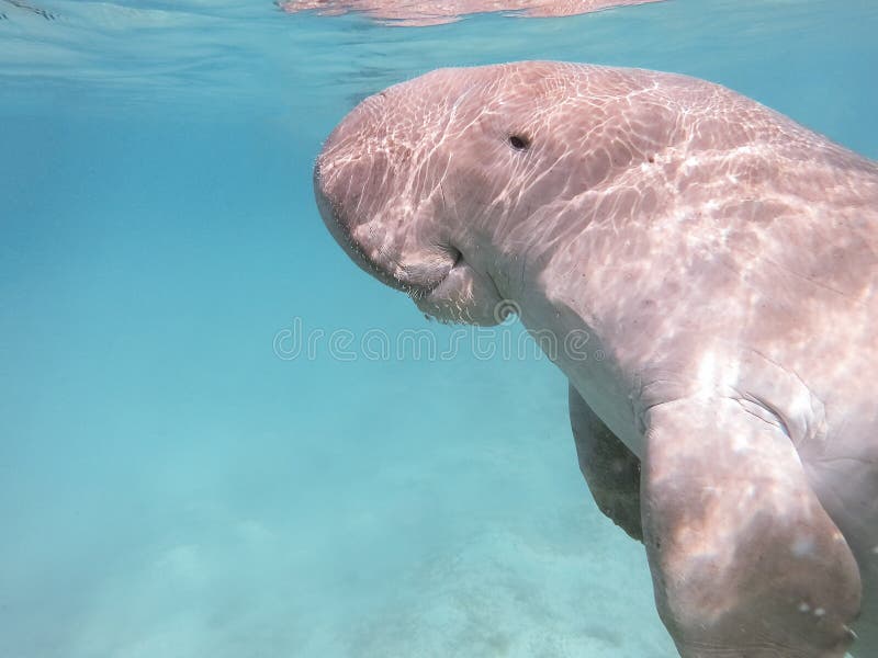 309 Photos de Dugon De Dugong La Vache Marine - Photos de stock ...