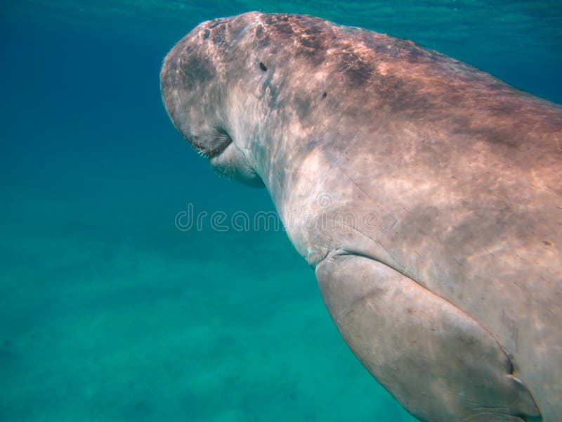Dugon De Dugong a Vaca De Mar Foto de Stock - Imagem de marinho, areia ...