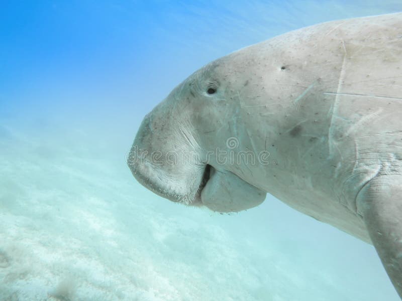 Dugon De Dugong a Vaca De Mar Foto de Stock - Imagem de oceano, vaca ...