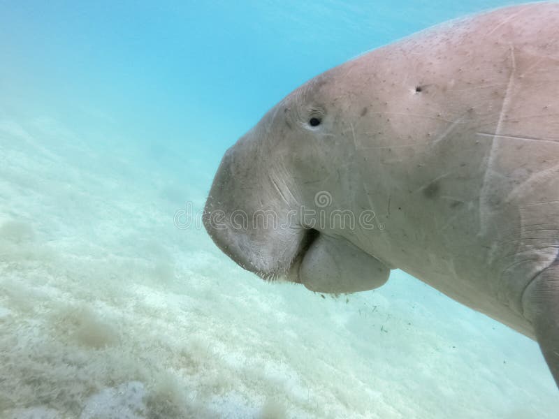 Dugon De Dugong a Vaca De Mar Foto de Stock - Imagem de marinho, areia ...