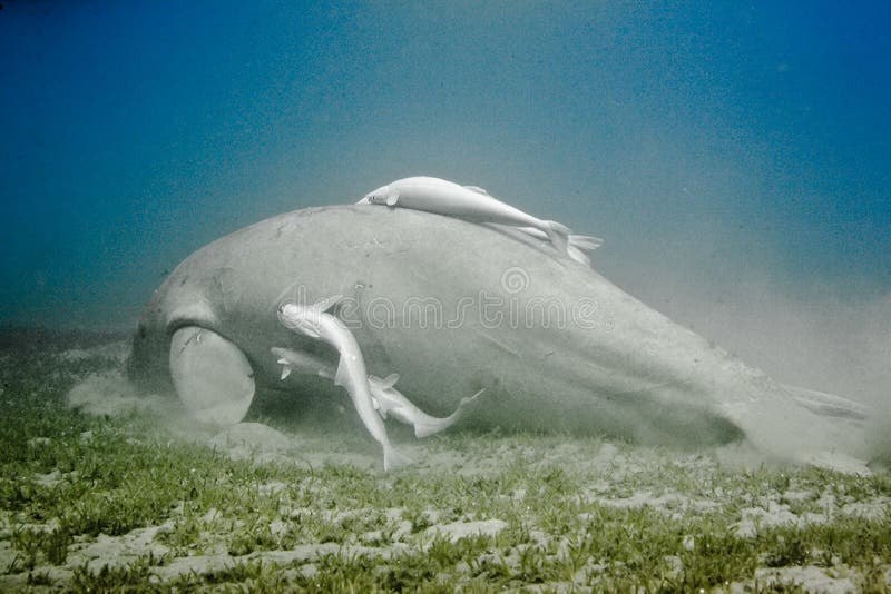 Dugong stock image. Image of ecosystem, seaweed, underwater - 21569963