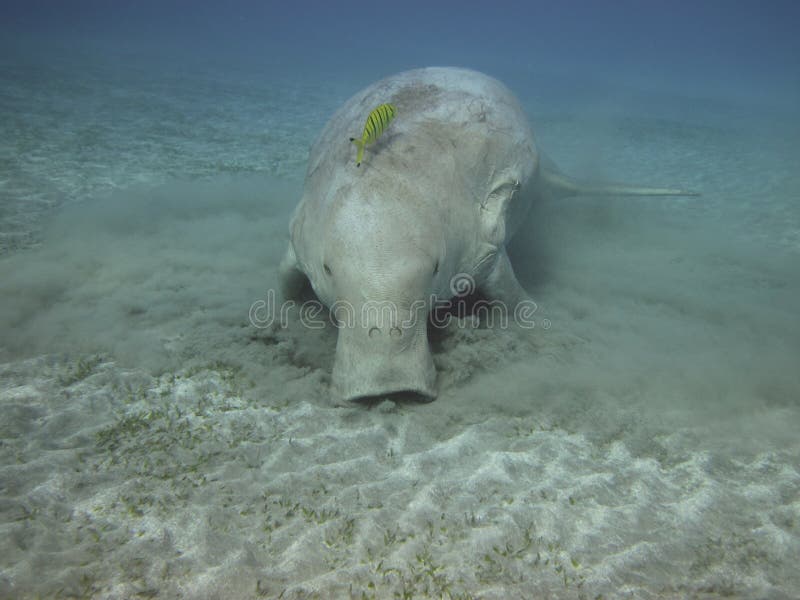 Seacow De Dugon De Dugong Ou Fin De Vache Marine Vers Le Haut De La ...