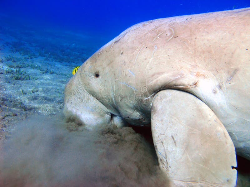 Dugong and Yellow Pilot-fish Stock Image - Image of species, unique ...