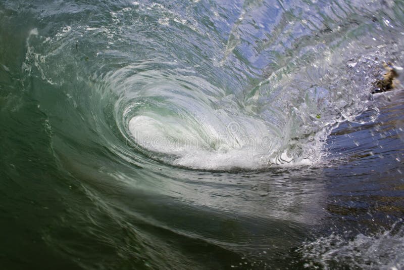 Groene krul stock afbeelding. Image of gebladerte, geïsoleerd - 12195171