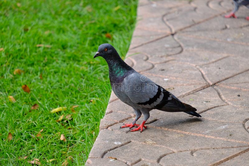 Duif stock foto. Image of naughty, hoofd, foto, vlieg - 104233736