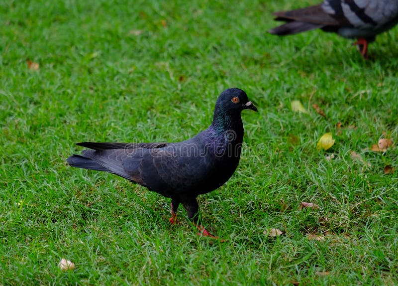 Duif stock foto. Image of naughty, hoofd, foto, vlieg - 104233736