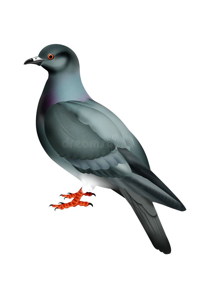 Duif Stock Illustrations, Vectors, & Clipart – (74,921 Stock Illustrations)