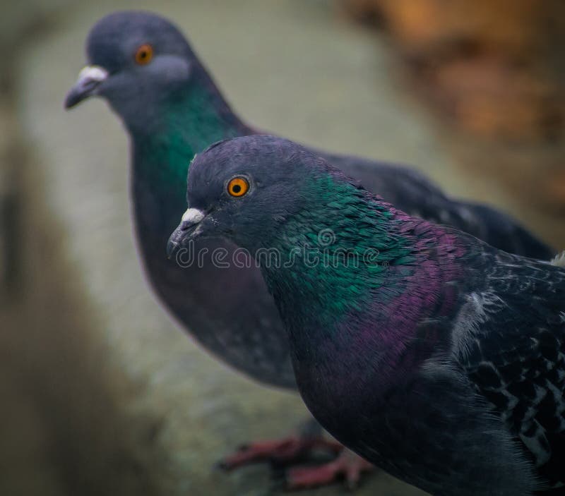 Duif stock foto. Image of veer, staart, foto, straat - 115117164