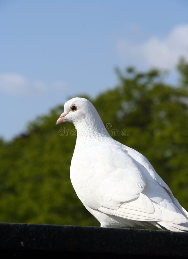 Duif stock afbeelding. Image of duif, vleugels, vrede, dier - 123917