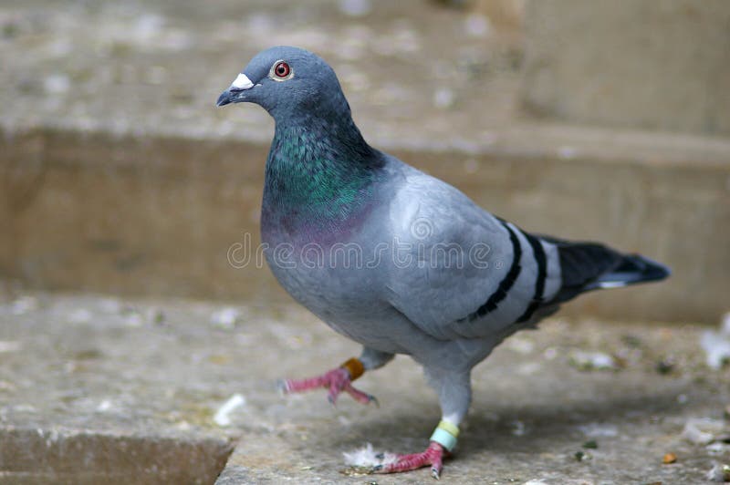 Duif stock afbeelding. Image of duif, leven, vrede, kijken - 13197805