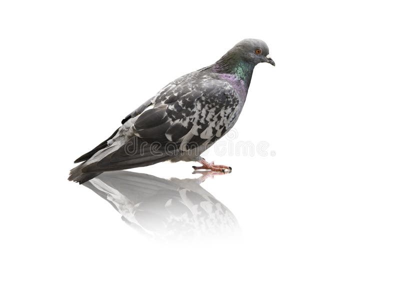 Volledig Lichaam Van Snelheids Vliegende Postduif Geïsoleerde Witte ...