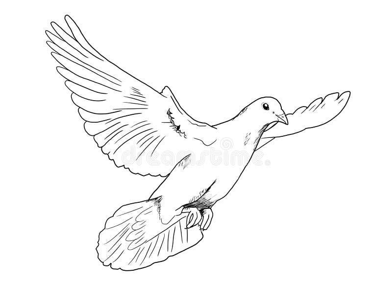 Witte duif - potloodschets stock illustratie. Illustration of schets ...