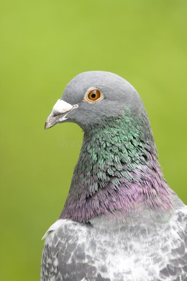 Duif stock foto. Image of dier, stad, kleur, evolutie - 21320582
