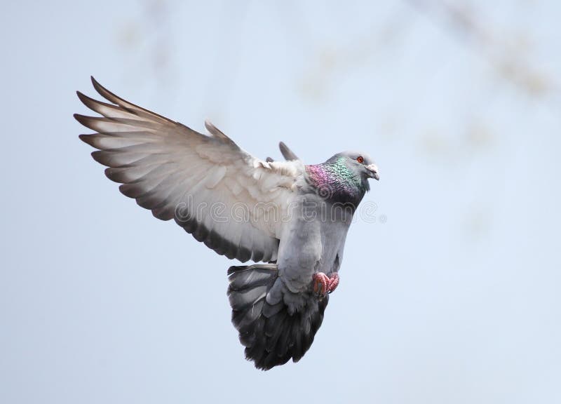 Duif stock foto. Image of stijg, duif, geloof, zuiver - 24307194
