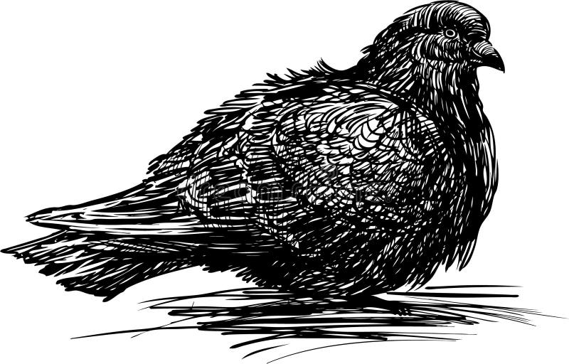 Schets van een duif vector illustratie. Illustration of klauwen - 77409044
