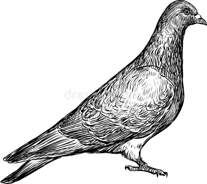 Duif vector illustratie. Illustration of dier, mening - 30801348