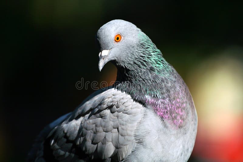 Duif stock foto. Image of gevederte, behang, leuk, veren - 3475188