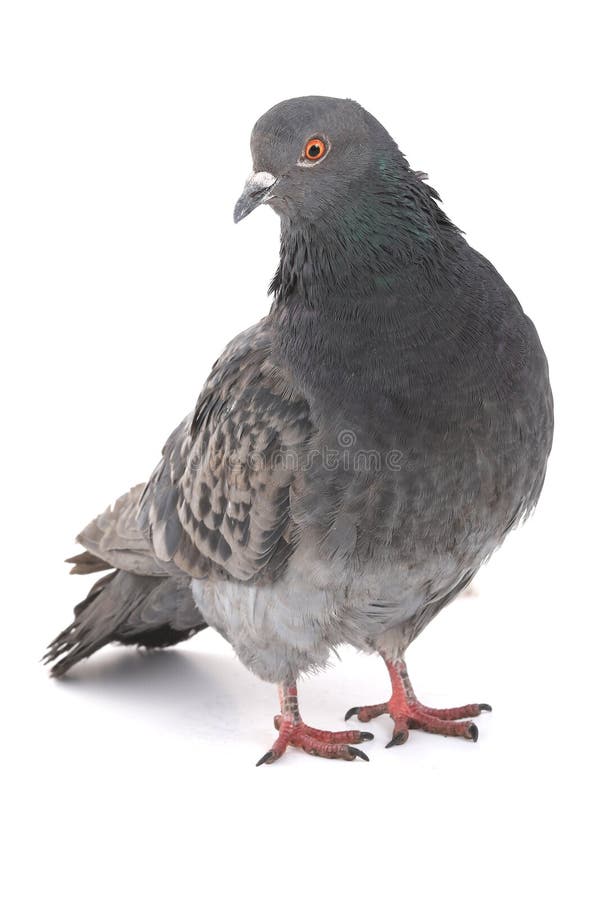 Duif stock foto. Image of zuiverheid, vrij, achtergrond - 39157660