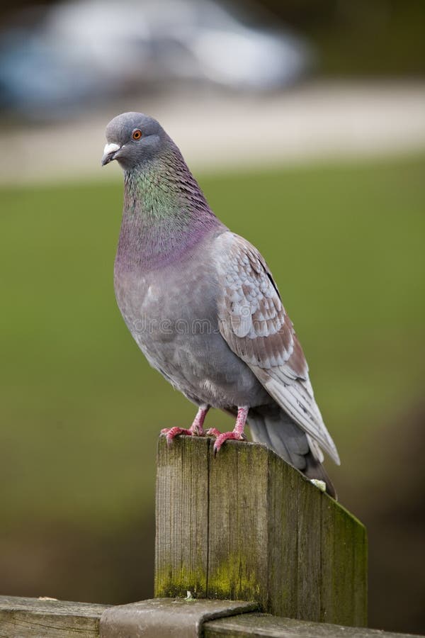 Duif stock afbeelding. Afbeelding bestaande uit gemeenschappelijk ...