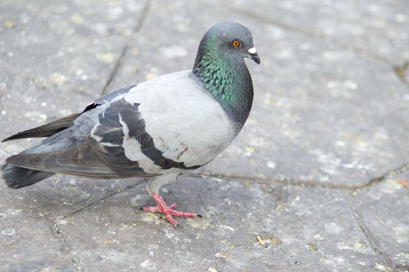 Duif stock foto. Image of nave, azië, vogels, grijs, vogel - 49683890