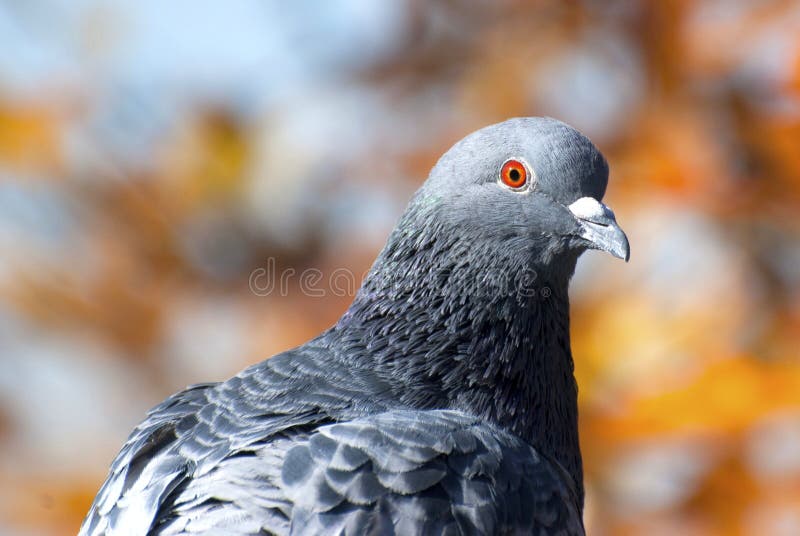 Duif, culver vogelportret stock afbeelding. Image of bloesem - 56498451