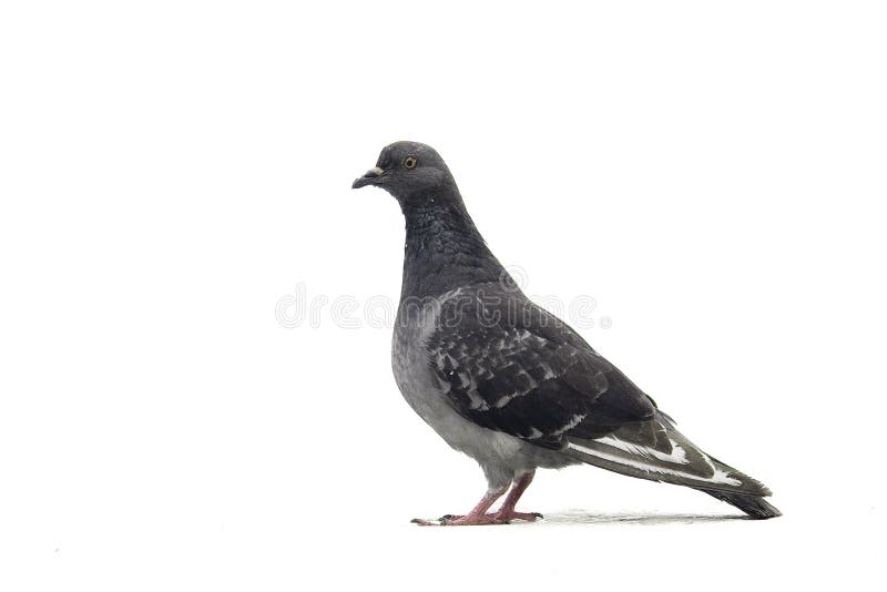 Duif Stockfoto's en afbeeldingen - Download 88,666 foto's