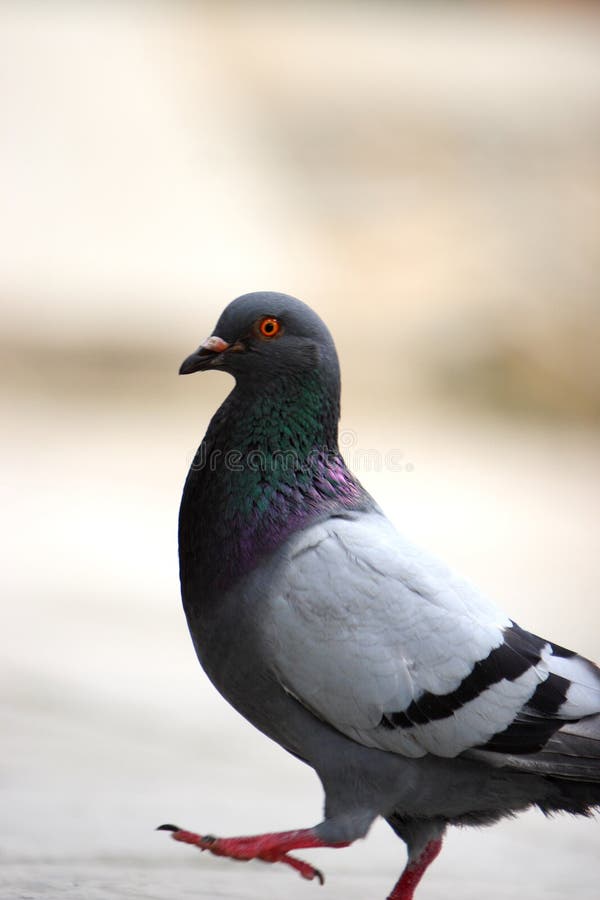 Duif stock foto. Image of vogels, dieren, rood, pluim - 6065238
