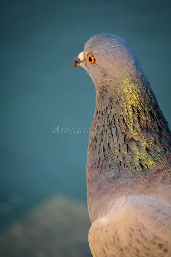 Duif stock afbeelding. Image of vogels, vakantie, sinaasappel - 62086065