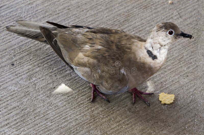 Duif stock foto. Image of wild, voor, bloem, kruimels - 76415342