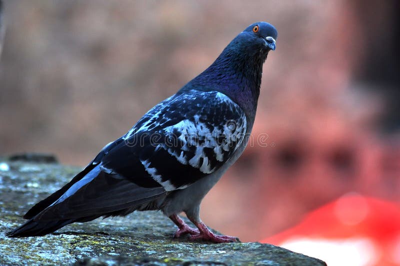 Duif stock afbeelding. Image of dier, vogel, nave, gevleugeld - 79887893