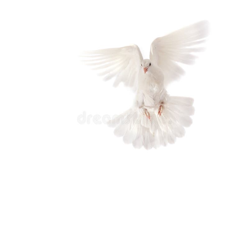 Volledig Lichaam Van Snelheids Vliegende Postduif Geïsoleerde Witte ...