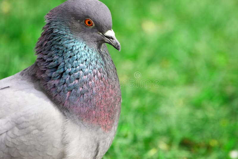 Wilde duif stock foto. Image of veren, neergestreken - 15142748