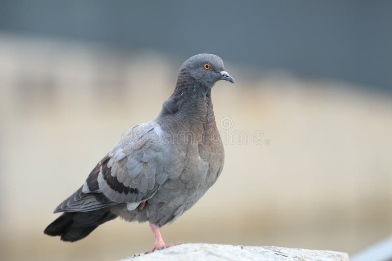 Duif stock afbeelding. Image of ogen, hoofd, staart, eenzaamheid - 95731781