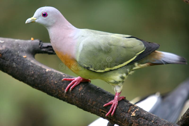 Duif stock foto. Image of benen, fauna, groen, duif, zuidelijk - 982708