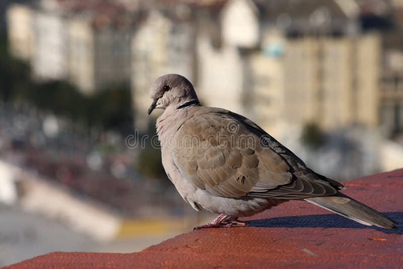 Duifzitting Op Het Hoofd Van Een Oud Grieks Standbeeld Stock Foto ...