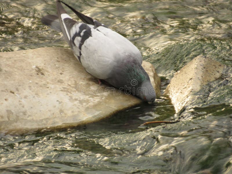 Duif Op De Rots Door Het Overzees Stock Afbeelding - Image of elegantie ...
