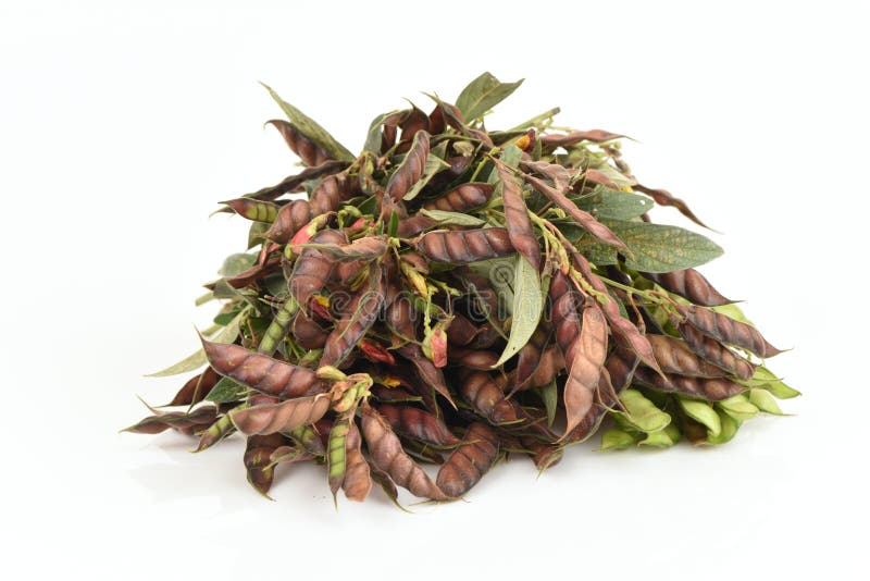 Duiferwt, De Erwt Van Angola, De Erwt Van De Kongo Stock Foto - Image ...