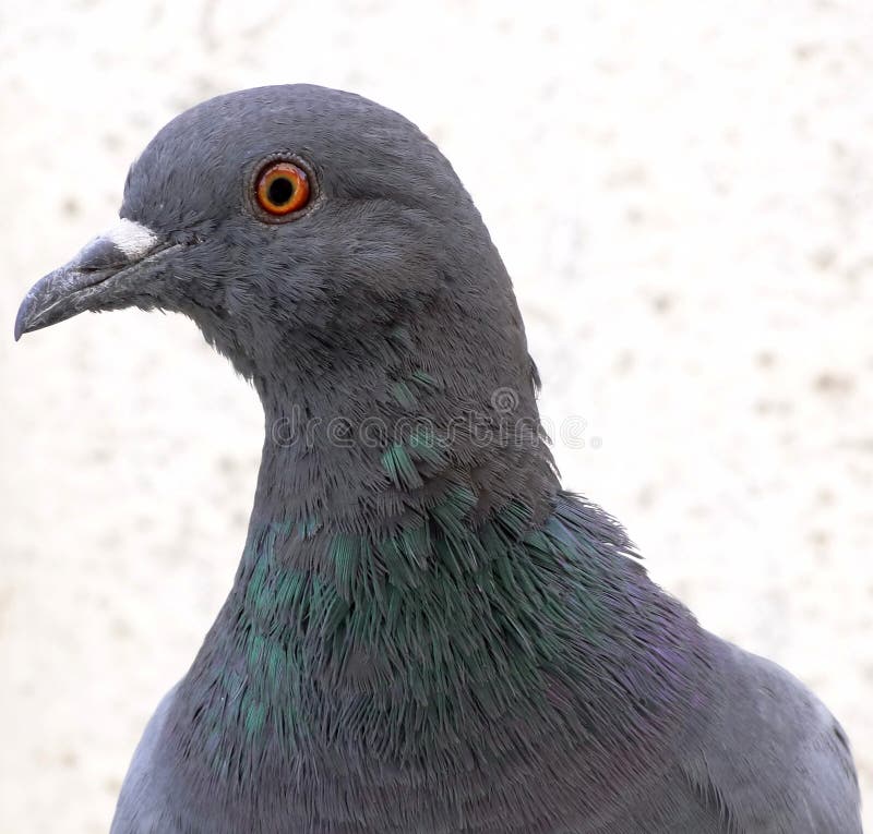Close-up Van Het Duif De Hoofddetail Stock Foto - Image of veren, duif ...