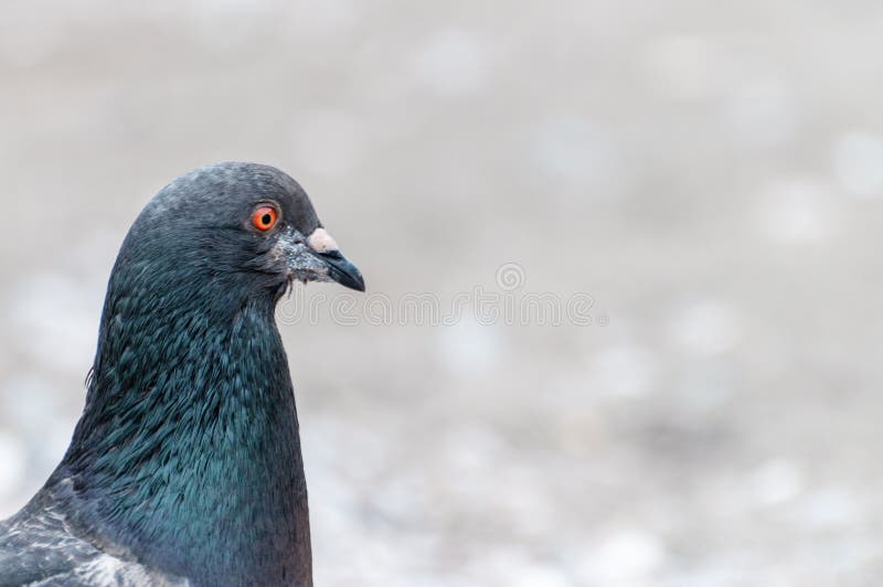 Close-up Van Het Duif De Hoofddetail Stock Foto - Image of veren, duif ...