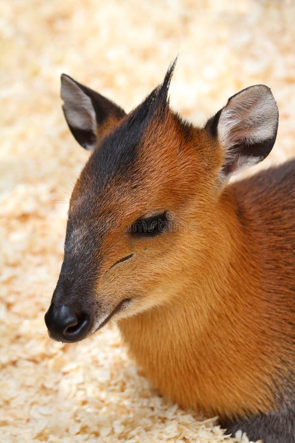 Duiker stock photo. Image of mephoto, nature, antelope - 23266016