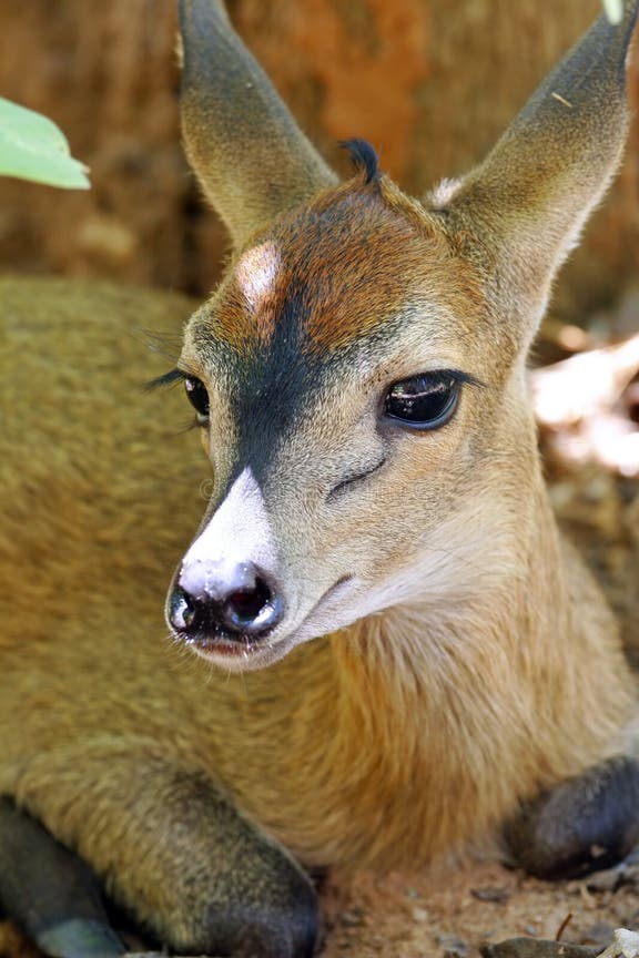 Duiker stock photo. Image of malawi, wildlife, duiker - 7716072